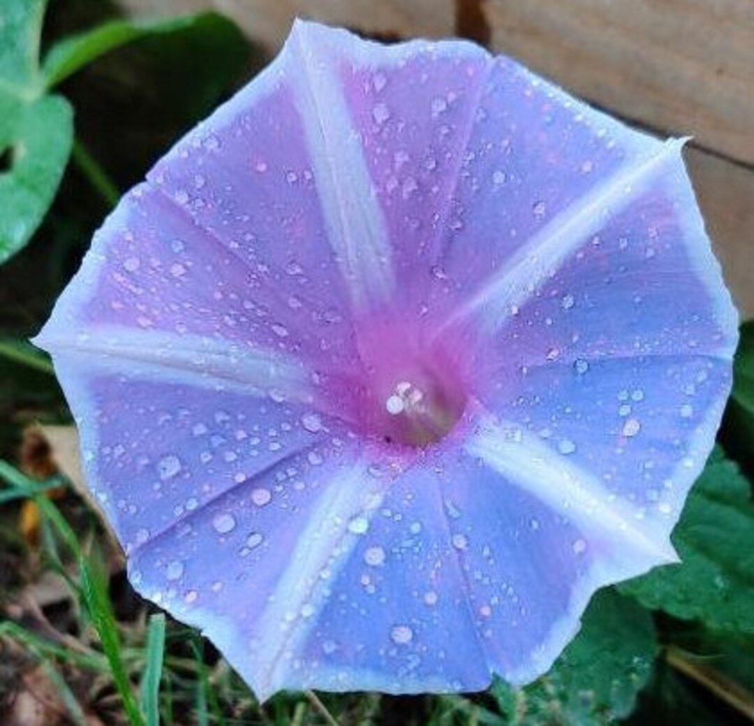 Chiaki Youjiro Series Japanese Ipomoea Huge Morning Glory Premium Seed ...