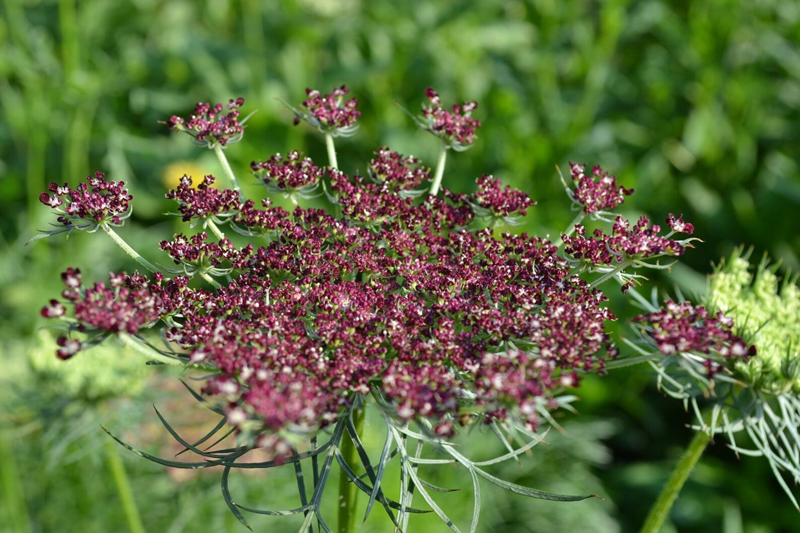 Pink and Burgundy Dara Ammi False Queen Anne's Lace Bishop's Weed ...