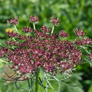 Pink and Burgundy Dara Ammi False Queen Anne's Lace Bishop's Weed ...