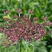Pink and Burgundy Dara Ammi False Queen Anne's Lace Bishop's Weed ...
