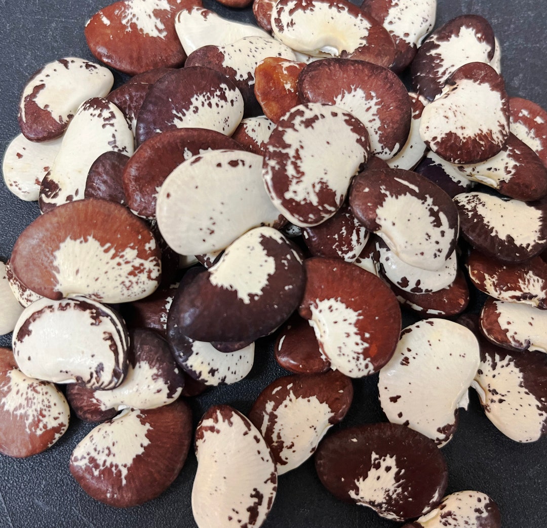 Garrofón Butter Bean Valencian Paella "pintat" Vining Heirloom Seed ...