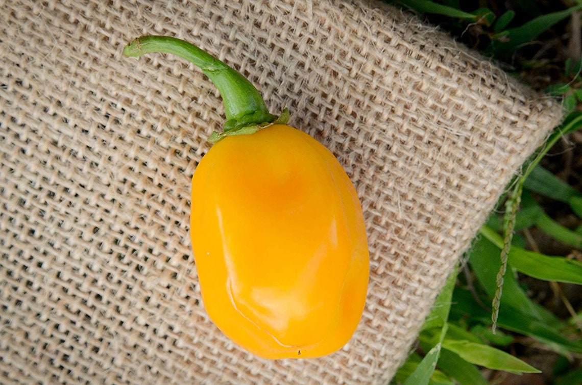 Aji Dulce Yellow Round Heirloom Pepper Premium Seed Packet - Etsy