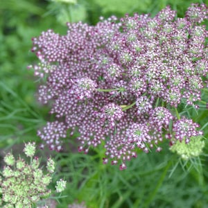 Pink and Burgundy Dara Ammi False Queen Anne's Lace Bishop's Weed ...