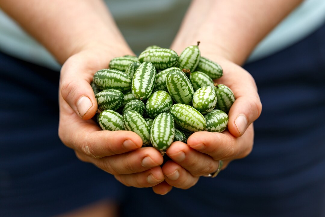 Cucamelon Mexican Sour Gherkin Mouse Melon Sandita "little Watermelon ...