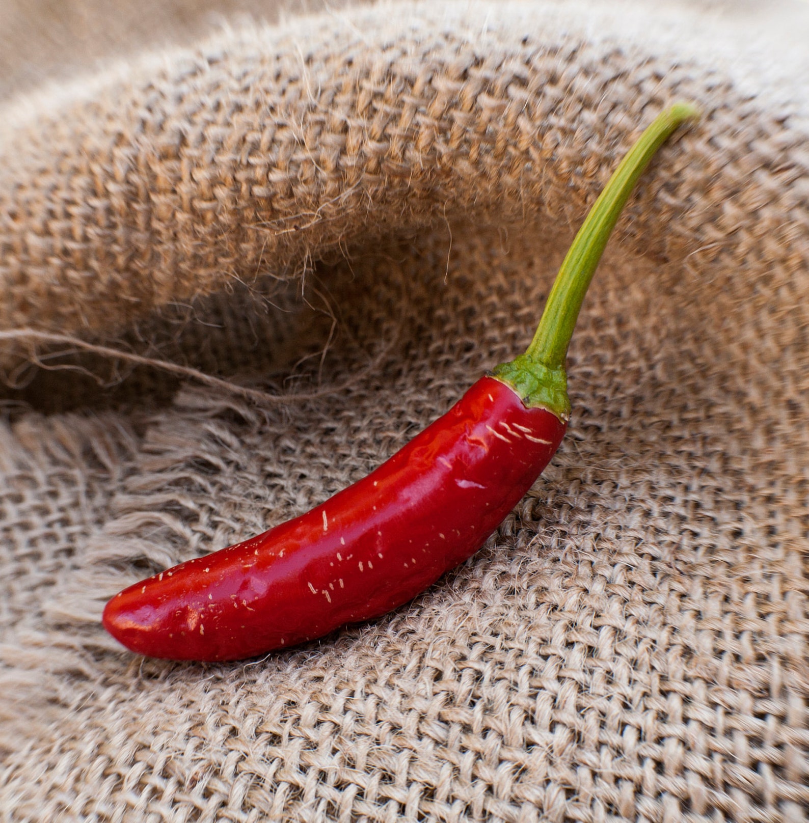 Serrano Heirloom Chili Pepper Premium Seed Packet - Etsy