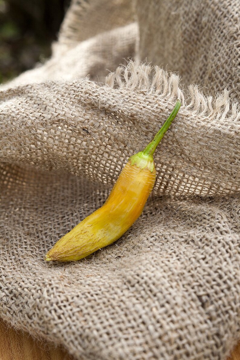 White Wax Heirloom Pepper Premium Seed Packet - Etsy