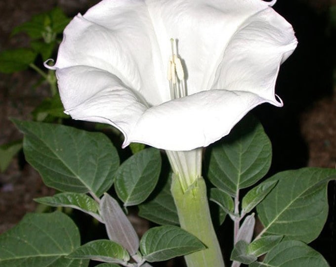 LIVE PLANT Sacred Datura Innoxia Moonflower Moon Lily Angel's Trumpet ...