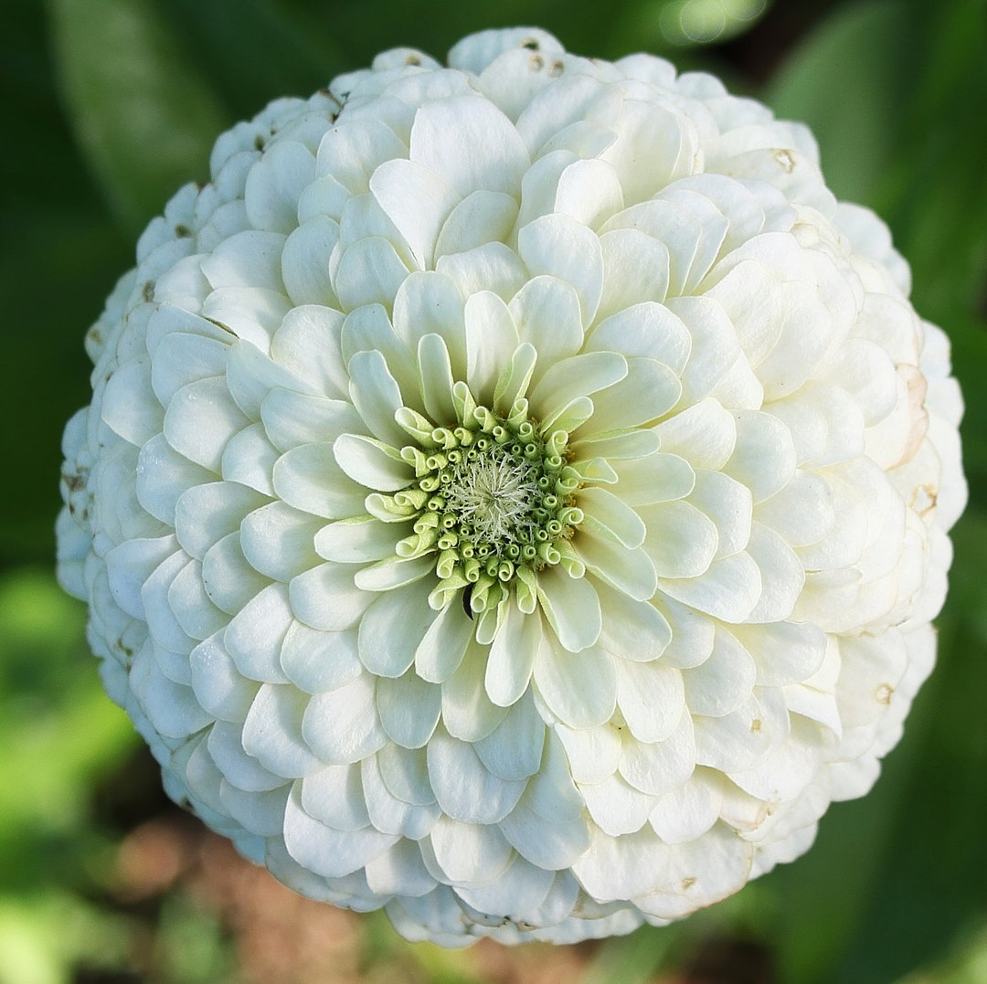 Bernary's Giant White Zinnia Bouquet Flower Premium Seed Packet - Etsy