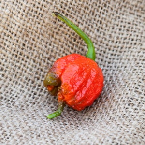 Carolina Reaper HP22B Pepper Premium Seed Packet the Hottest in the ...