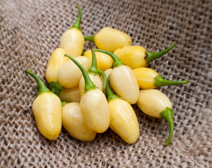 Cheiro Roxa Hot Pepper Premium Seed Packet More | Etsy