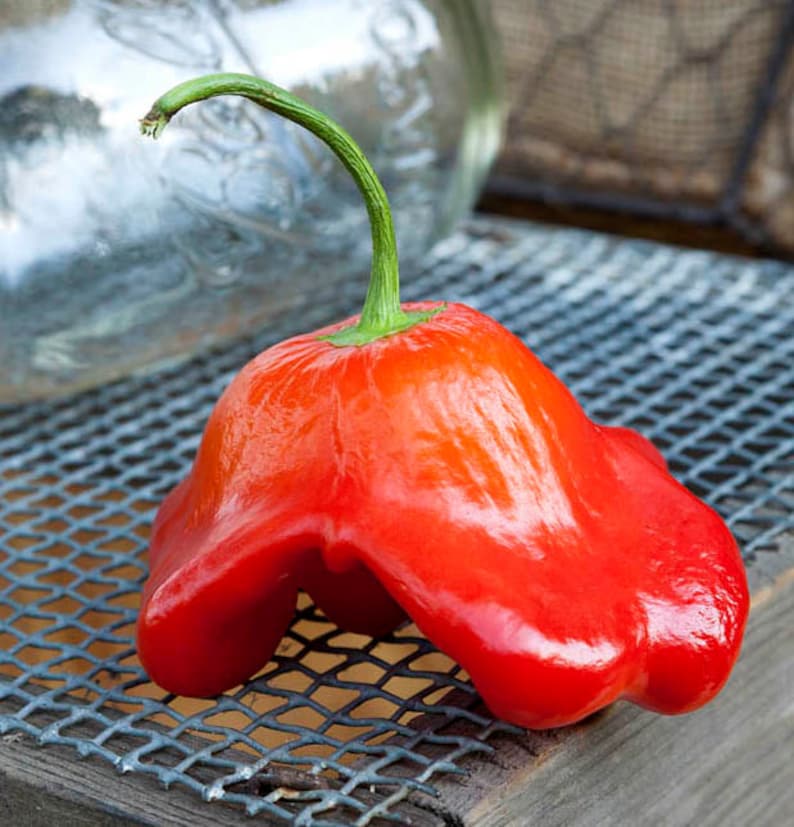 Bishops Crown Peri Peri Chile Heirloom Pepper Premium Seed - Etsy