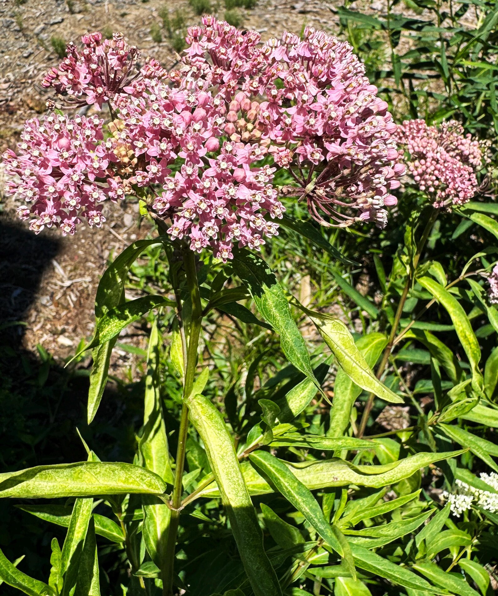 Cinderella Pink Swamp Milkweed Butterfly Weed Asclepias Incarnata ...