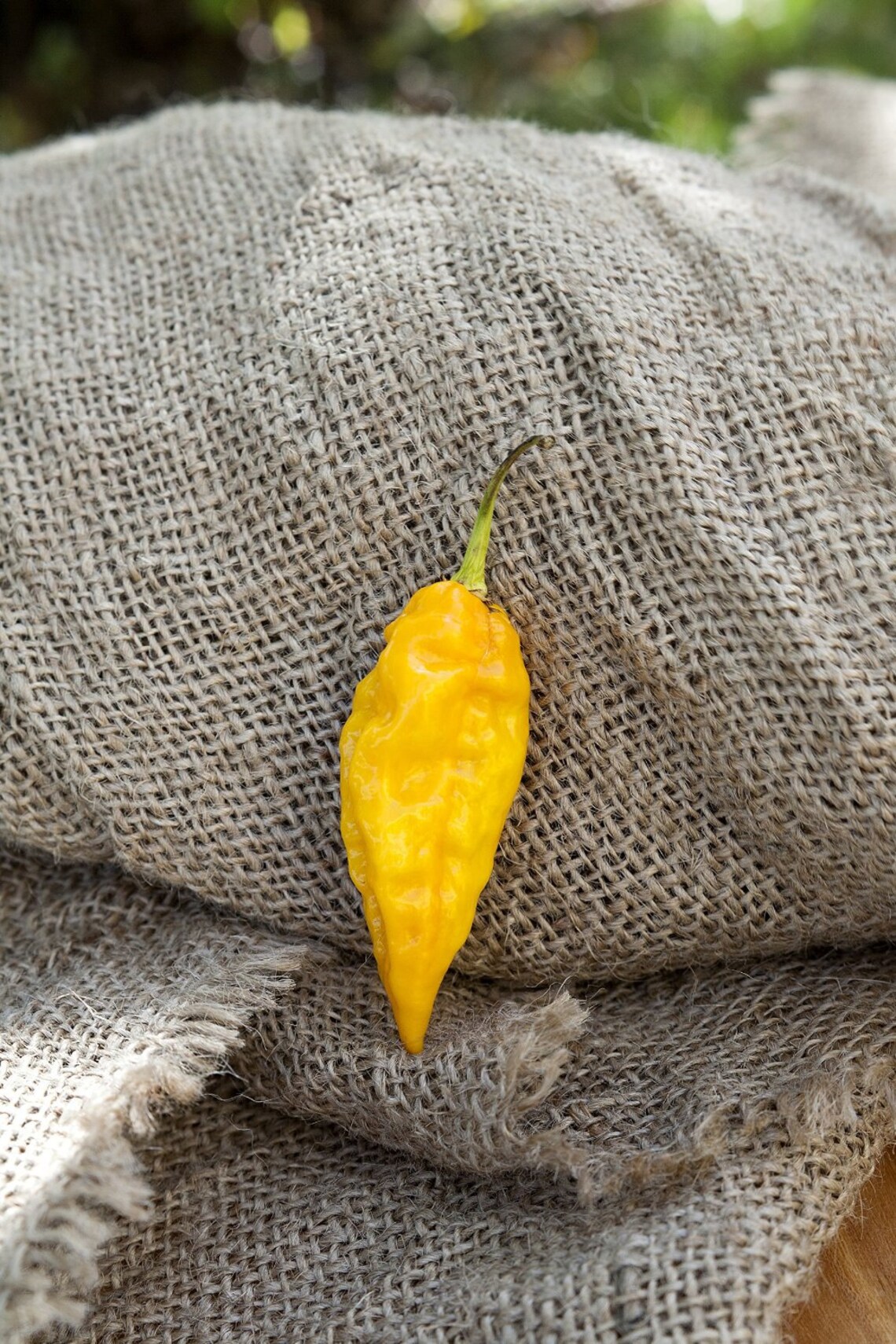 Devils Tongue Heirloom Pepper Premium Seed Packet - Etsy