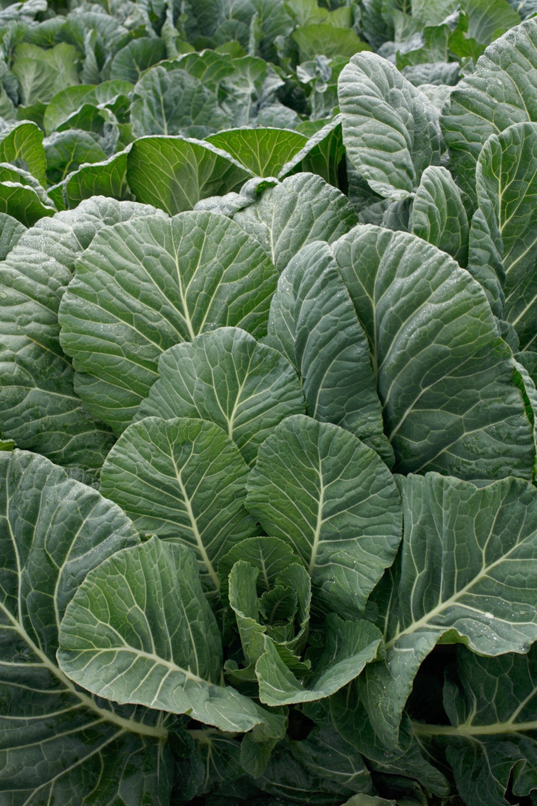 Georgia Southern Collard Greens Heirloom Premium Seed Packet - Etsy