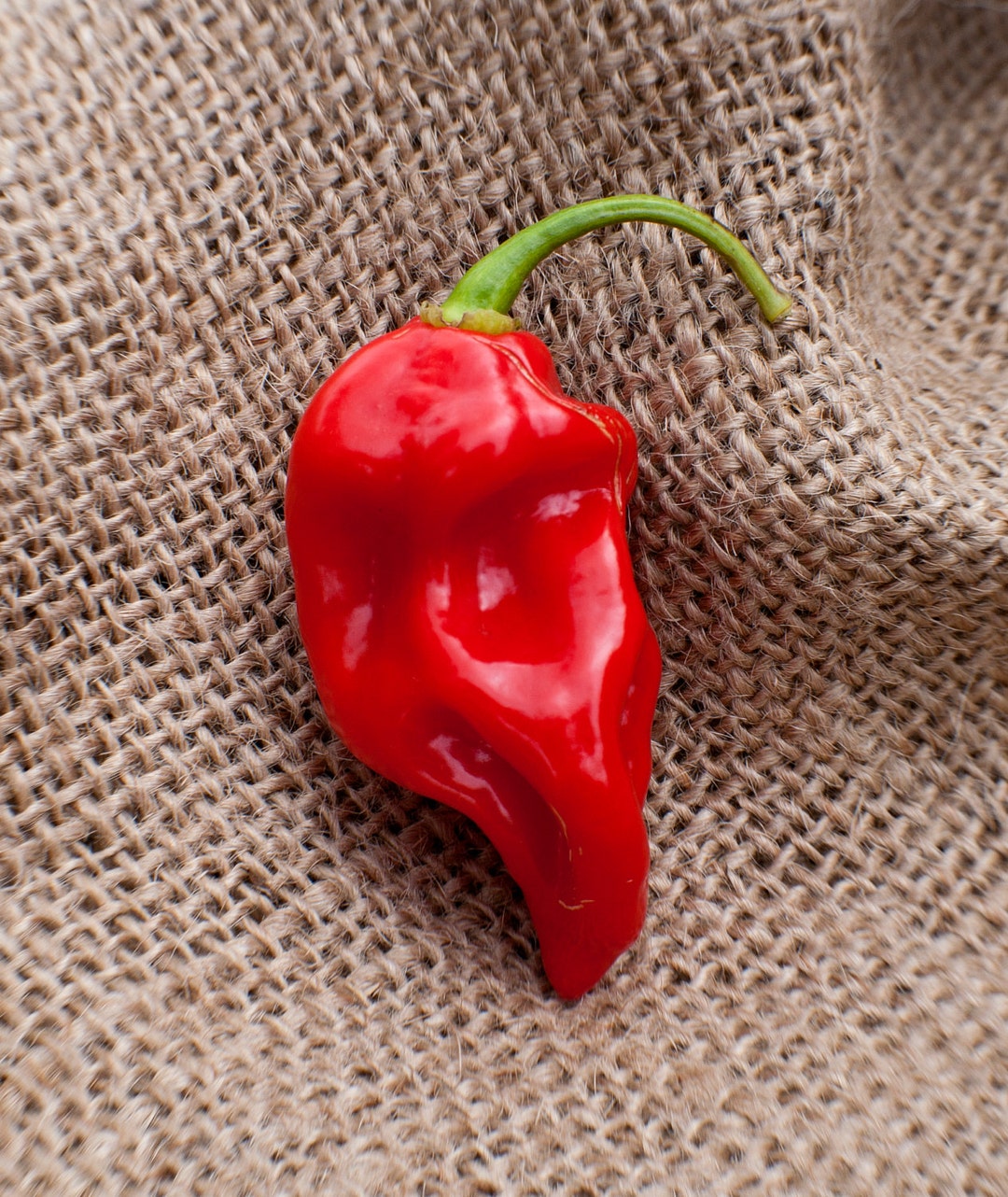 Red Datil Sweet Heirloom Pepper Premium Seed Packet - Etsy