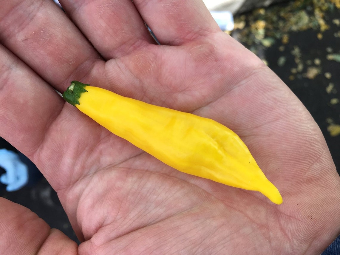 Aji Lemon Drop Limon Kellu Uchu Chile Heirloom Pepper Premium - Etsy