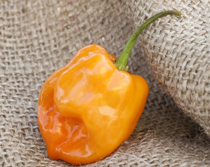 Aleppo Chile Hot Pepper Premium Seed Packet More - Etsy