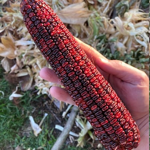 Jimmy Red Corn Famous Bootlegger Moonshine Grits Hominy Masa Corn ...