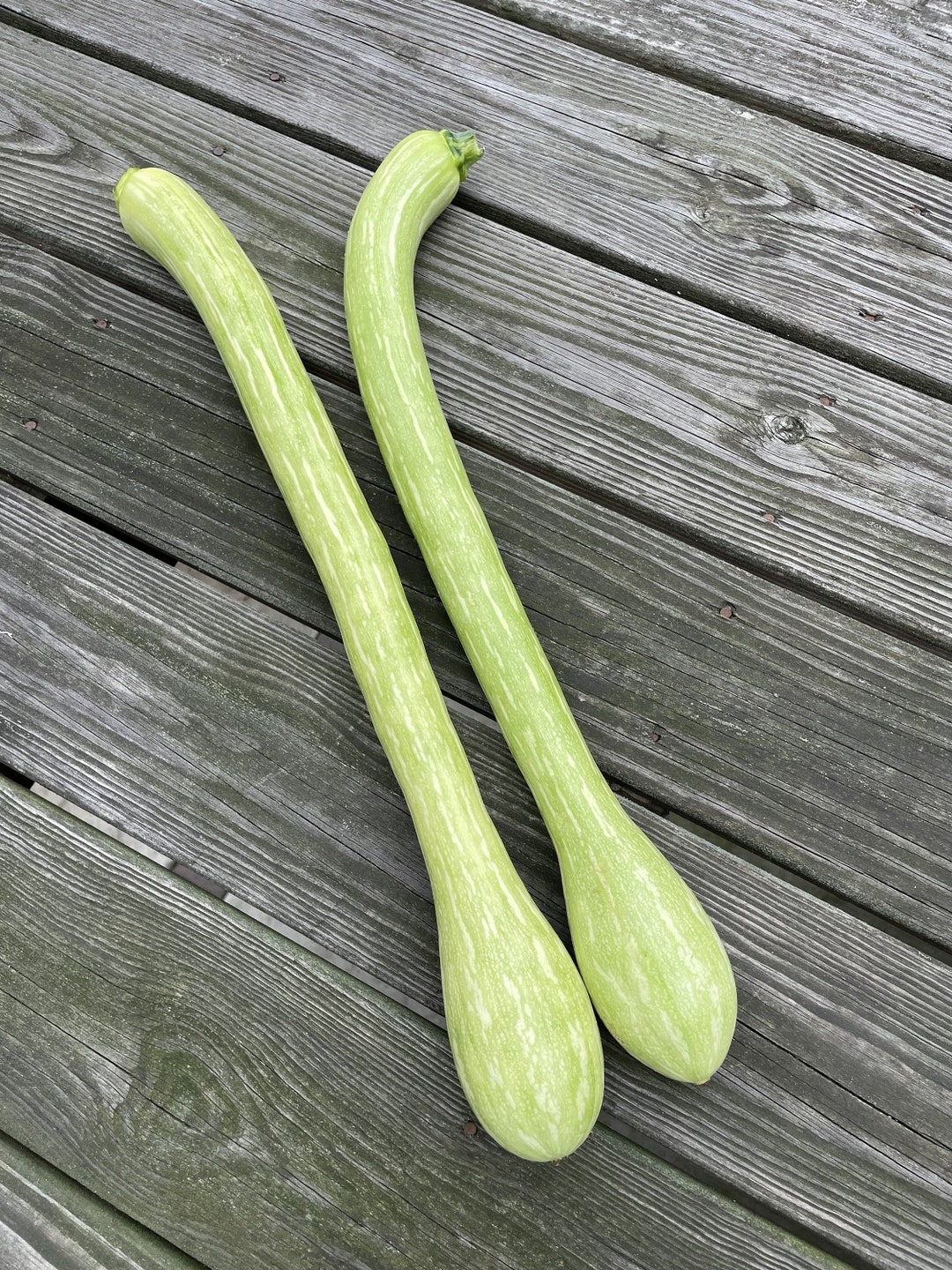Tromboncino Italian Heirloom Zuchetta Zucchetta Squash Premium Seed ...