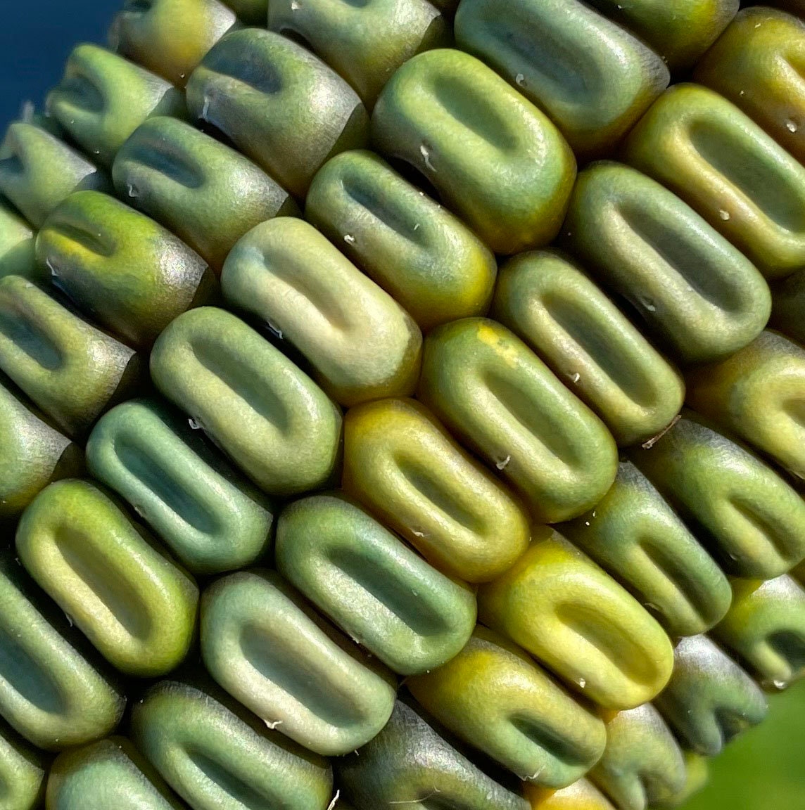 Oaxacan Green Corn Heirloom Mexican Grits Tamales Hominy Masa Cornmeal ...