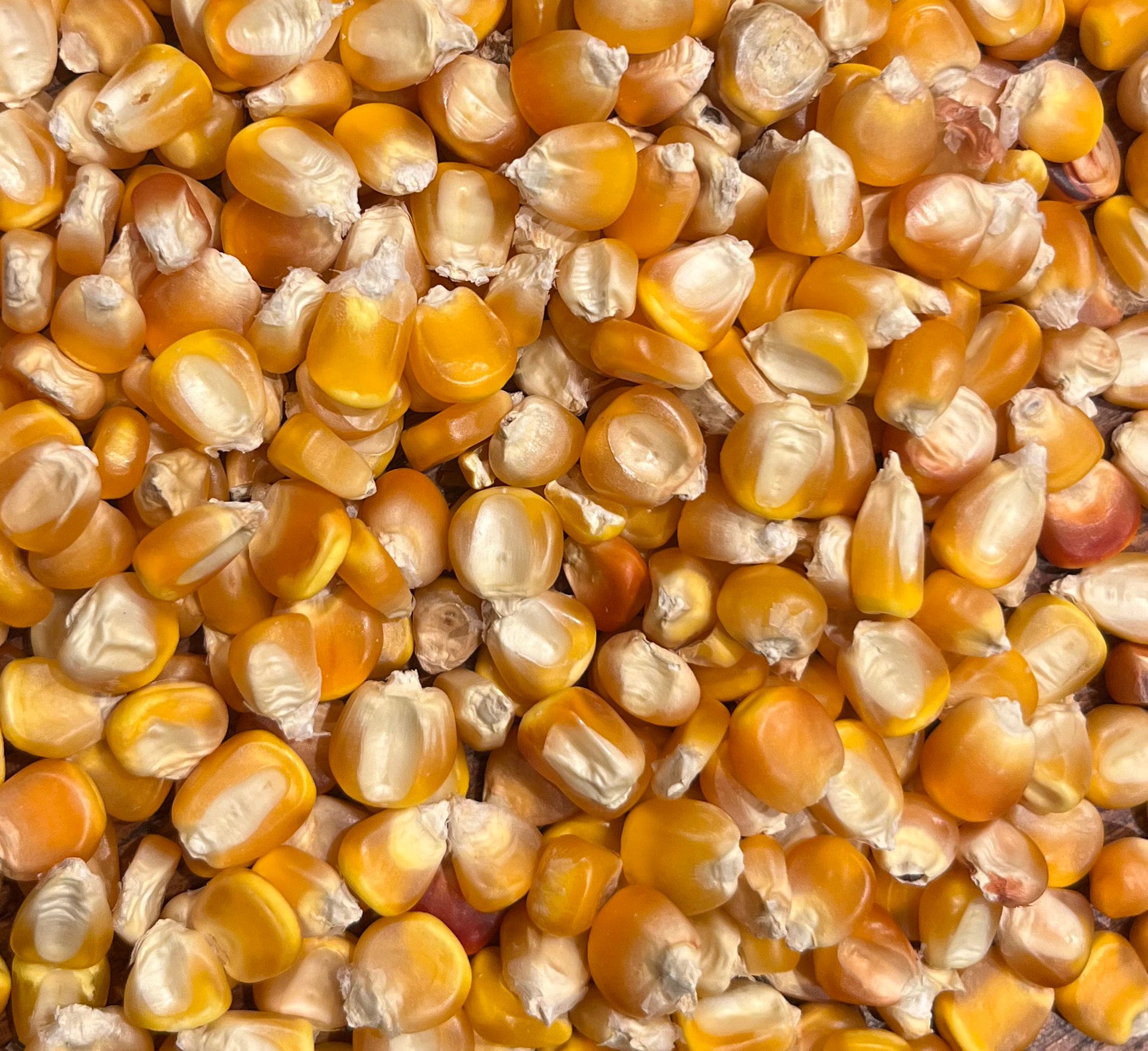 Yellow Tuxpeño Dent Corn Masa Puebla Tamale Maize 20 Seed Pack - Etsy