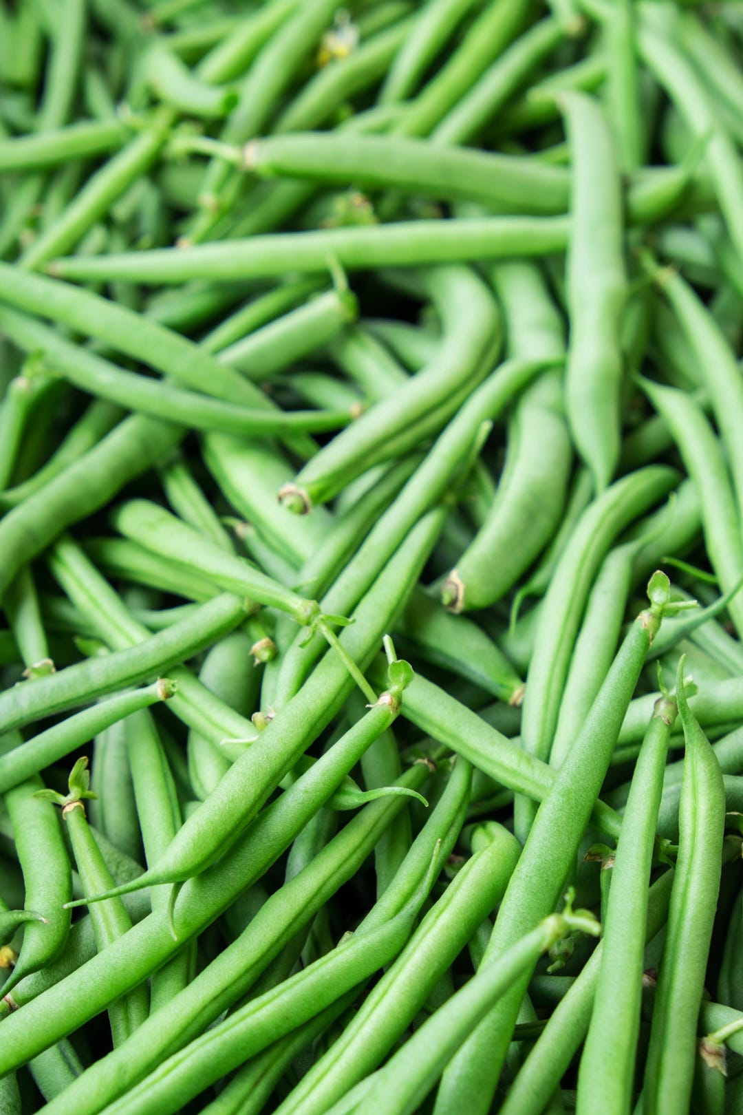 Jade Green Stringless Bush Bean Premium Seed Packet - Etsy