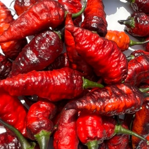 Naga Black Twister Pepper Premium Seed Packet - Etsy