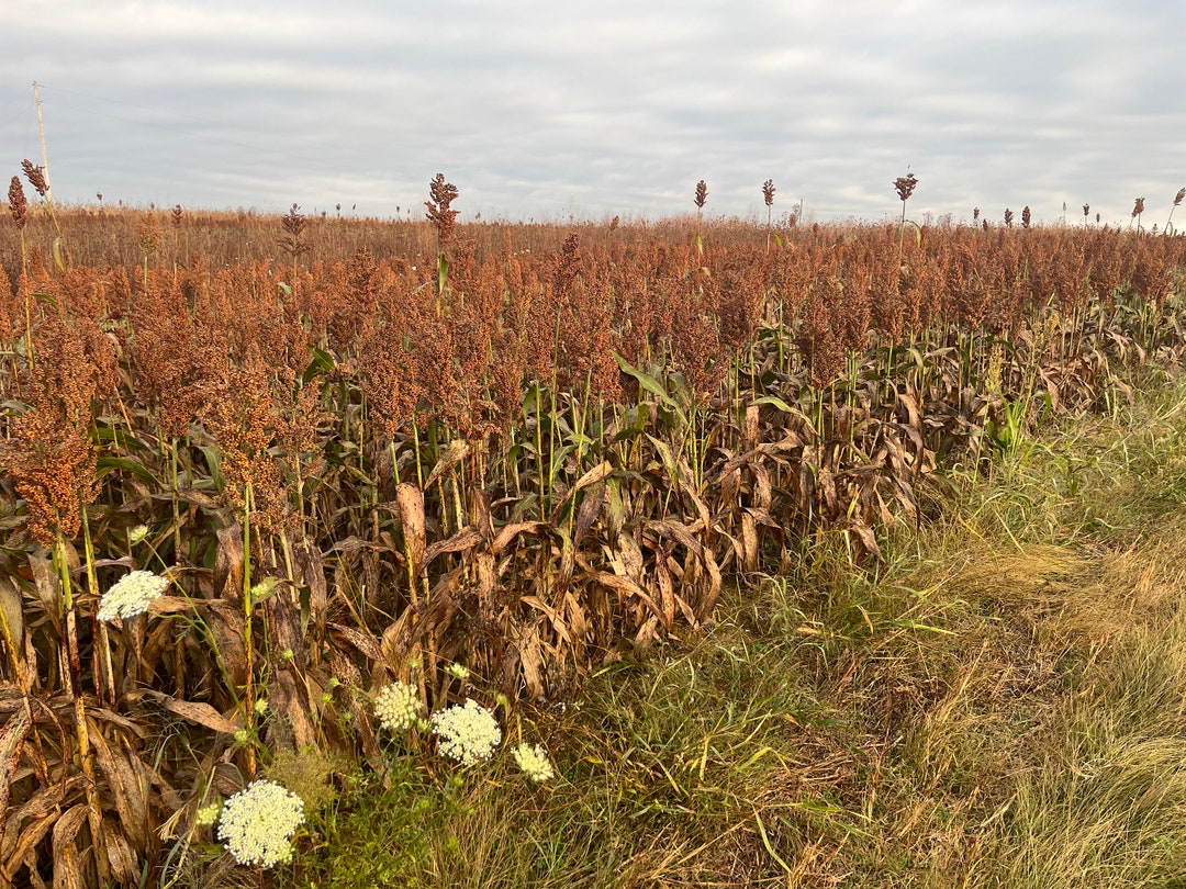 Dwarf Grain Sorghum Molasses Cane Broom Corn Heirloom Seed Packet - Etsy
