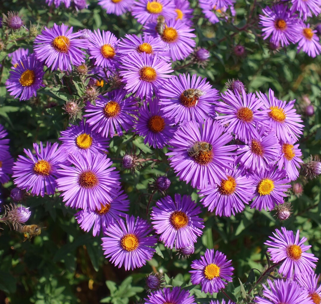 New England Aster Novae-angliae Meadow Wildflowers Premium Seeds for ...