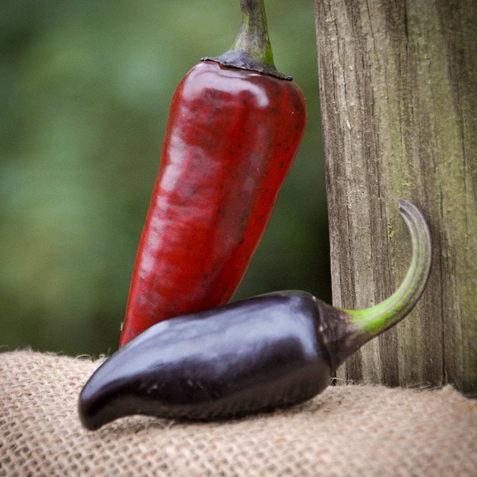 Purple Serrano Chile Pepper Premium Seed Packet Record Hottest - Etsy