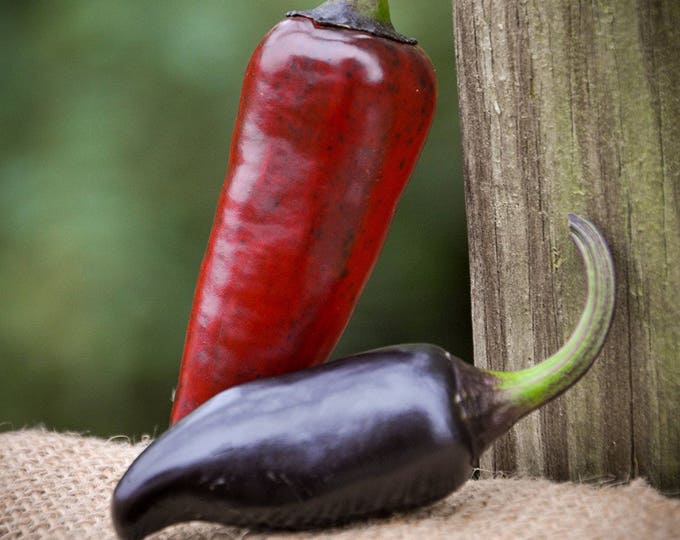 Purple Jalapeno Heirloom Pepper Premium Seed Packet - Etsy