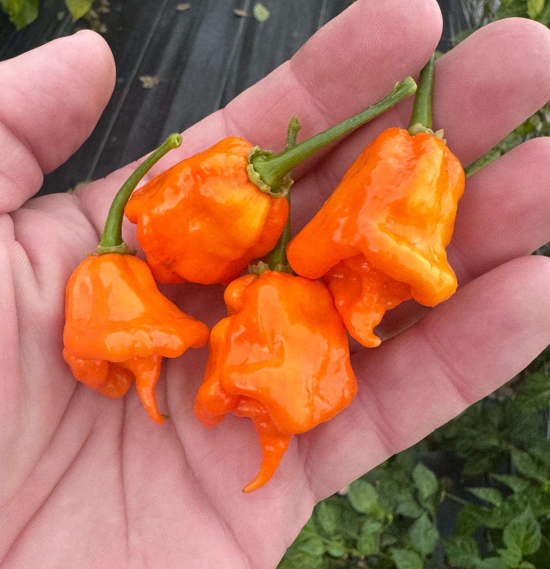 California Reaper Pepper Premium Seed Packet - Etsy