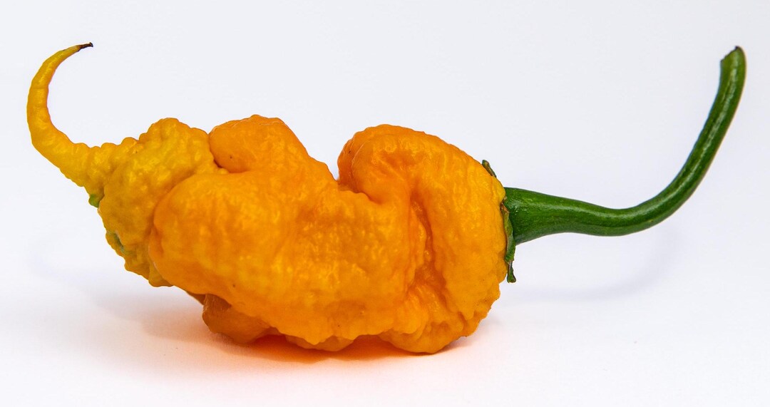 T Rex T-rex Yellow (douglah 7 Pot and Bhutlah Hybrid) Ultra Hot Pepper ...