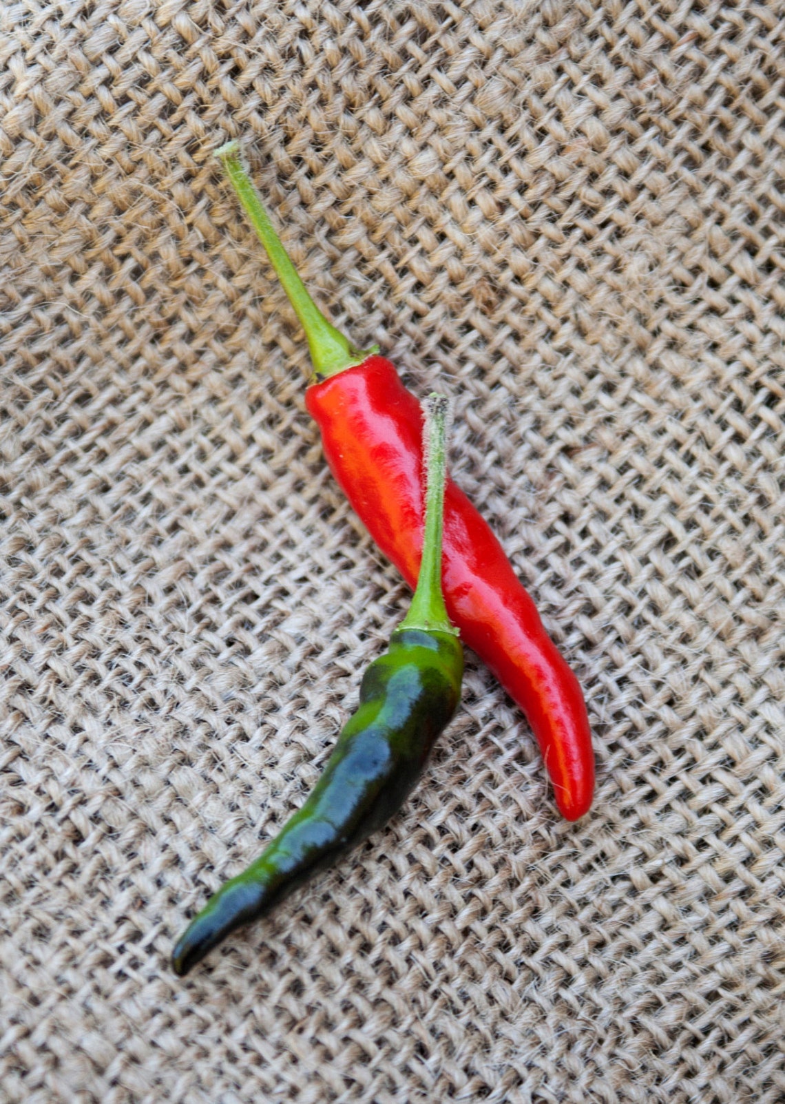 Goats Weed Chile Heirloom Pepper Premium Seed Packet - Etsy