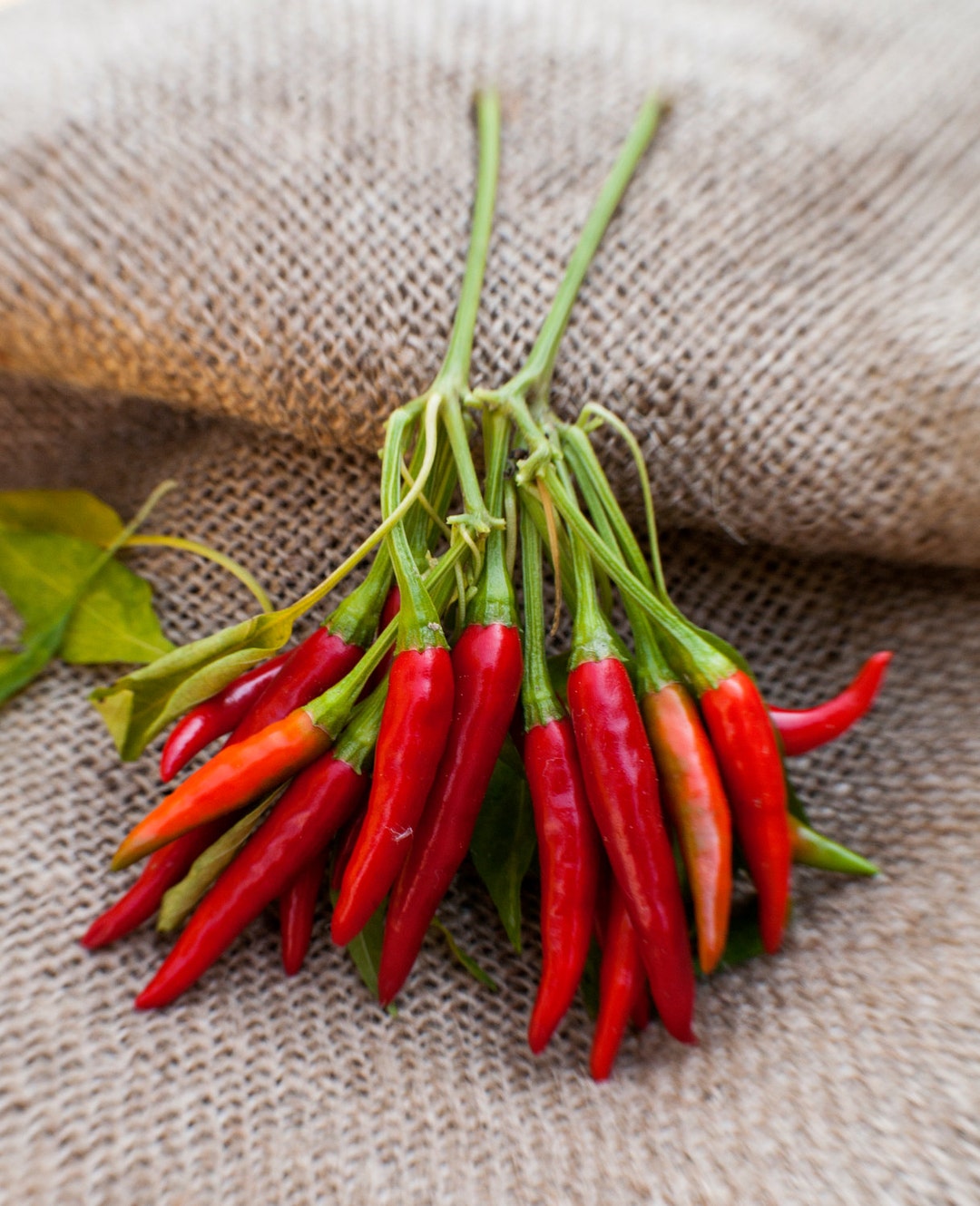 Thai Dragon Heirloom Chili Pepper Premium Seed Packet - Etsy