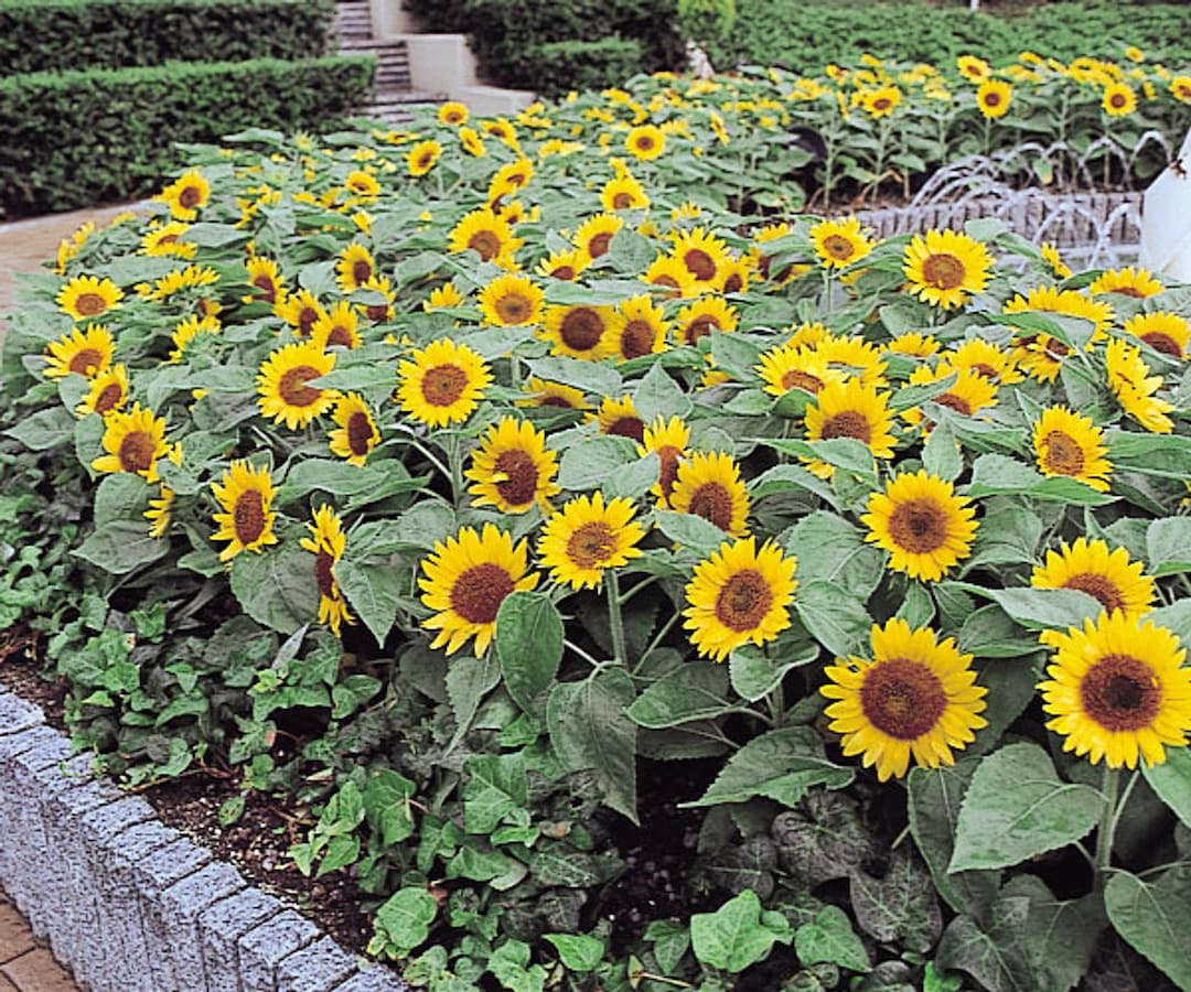 Big Smile Dwarf Sunflower Flowers Premium Seed Packet - Etsy