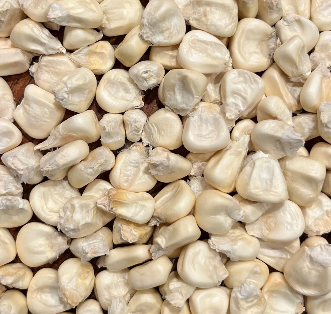 Cacahuazintle White Corn Masa Pozole Tamale Maize 20 Seed Pack - Etsy