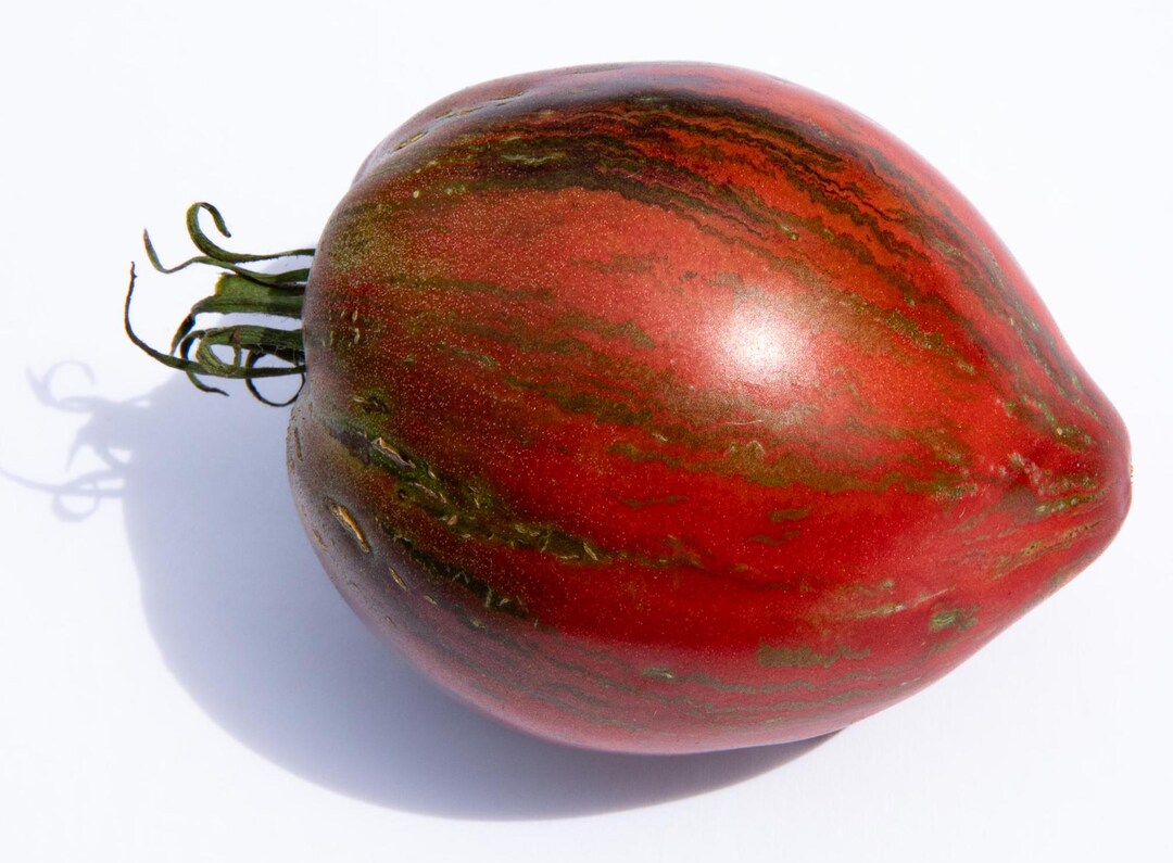 Rebel Starfighter Prime Tomato Premium Seed Packet - Etsy