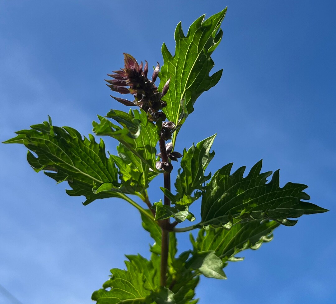 Mrihani Basil Zanzibar Premium Seed Packet - Etsy
