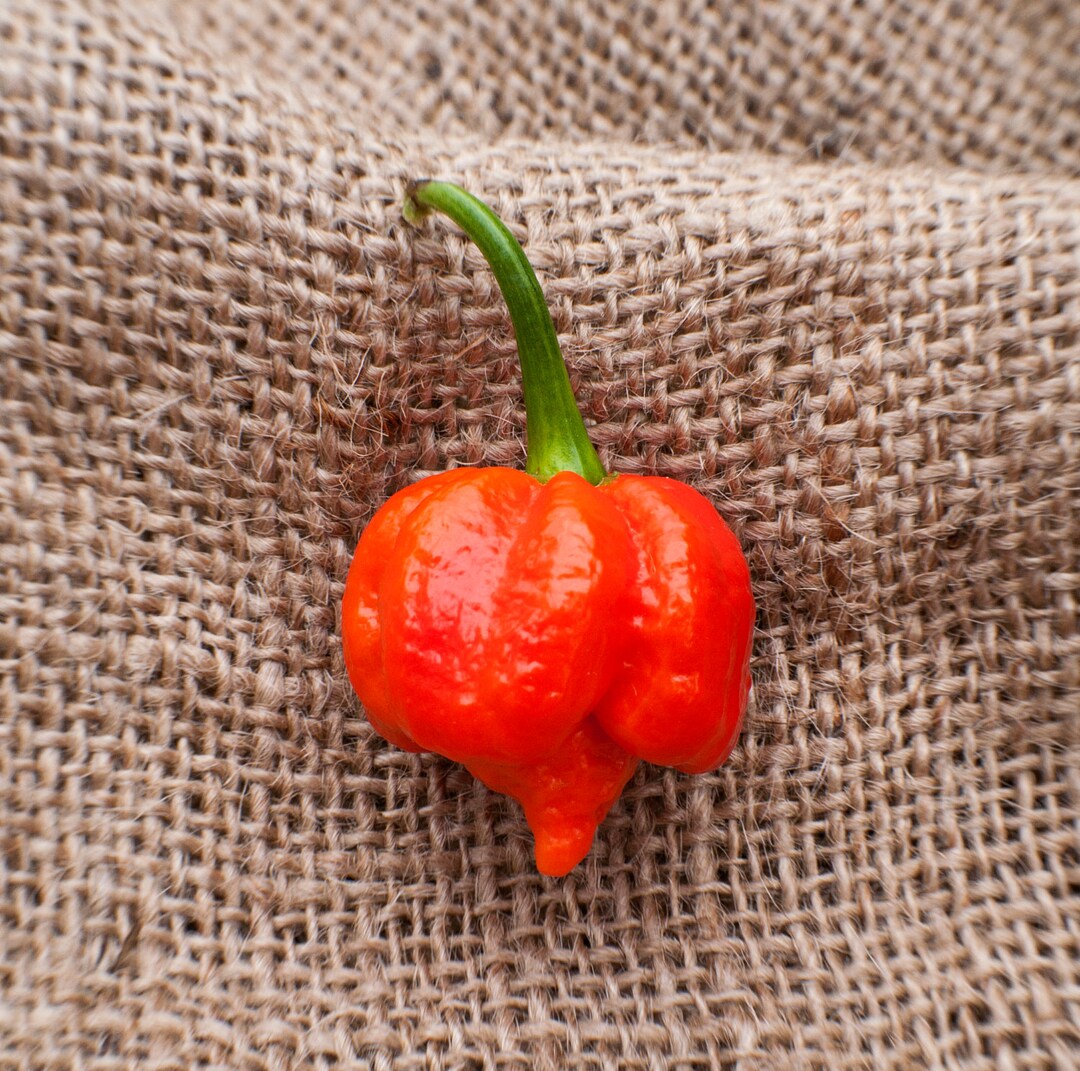 Trinidad Scorpion Moruga Blend Heirloom Pepper Premium Seed Packet ...