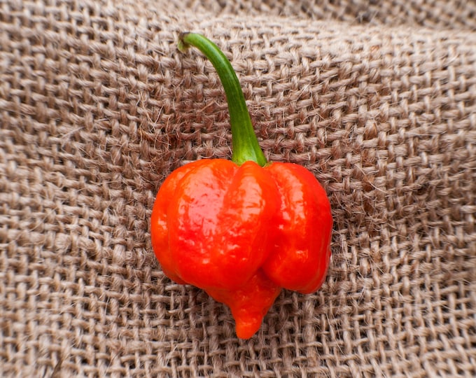 Sepia Serpent douglah X Reaper Pepper Premium Seed Packet | Etsy