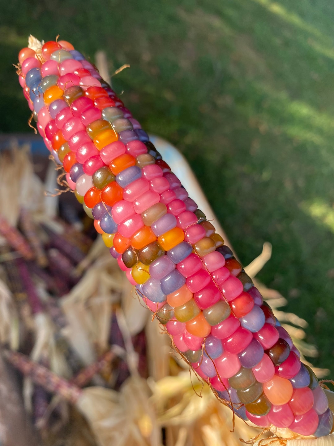 Glass Gem Cherokee Indian Corn 20 Seed Pack the Most Beautiful Corn in ...