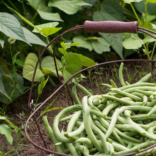 Velour Purple Green Bush Bean Premium Seed Packet - Etsy
