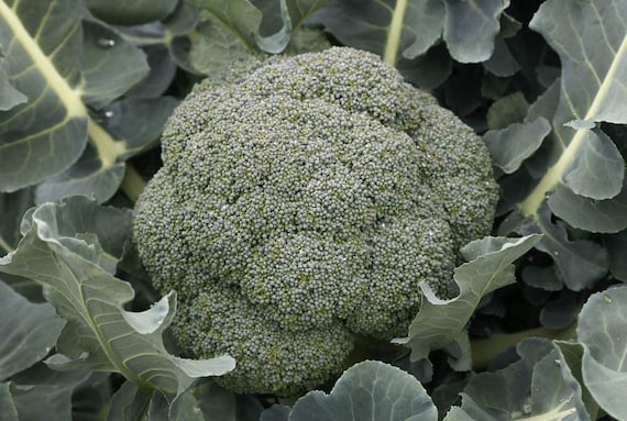 Supreme Emerald Giant Broccoli Premium Seed Packet - Etsy