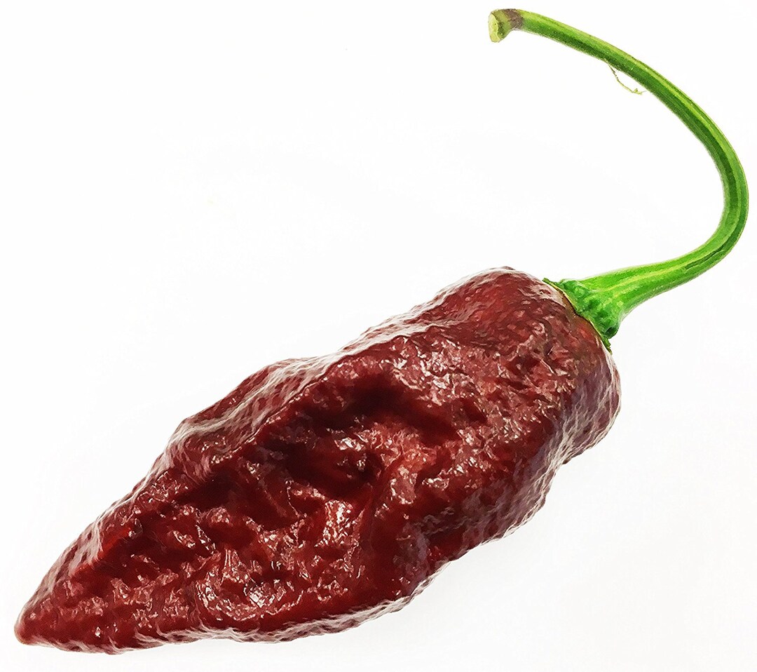 Sepia Serpent (douglah X Reaper) Pepper Premium Seed Packet - Etsy