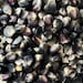 Otto File Orange Polenta Italian Heirloom Flint Corn Eight Row - Etsy