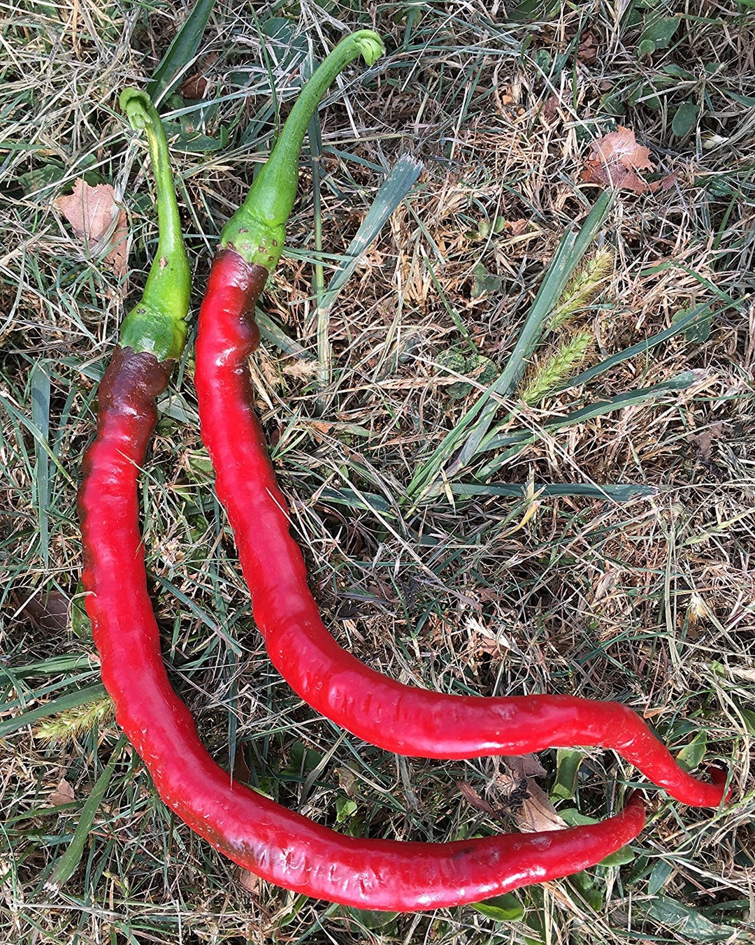 Joes Long Cayenne Heirloom Pepper Premium Seed Packet + More - Etsy