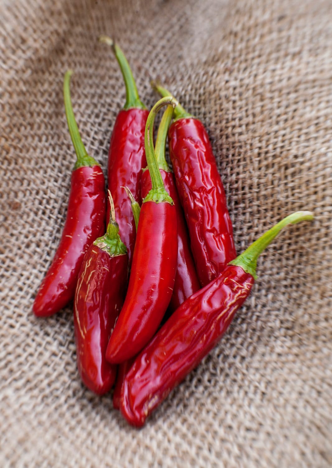 Serrano Heirloom Chili Pepper Premium Seed Packet | Etsy