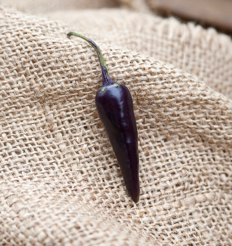 Purple Cayenne Heirloom Pepper Premium Seed Packet - Etsy