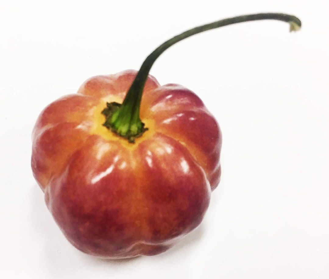Sunset Peach CGN 21500 Hot Pepper Premium Seed Packet + More - Etsy